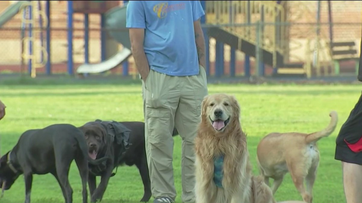 Proposal could bring $2,000 fines for taking dogs to animal-free zones ...