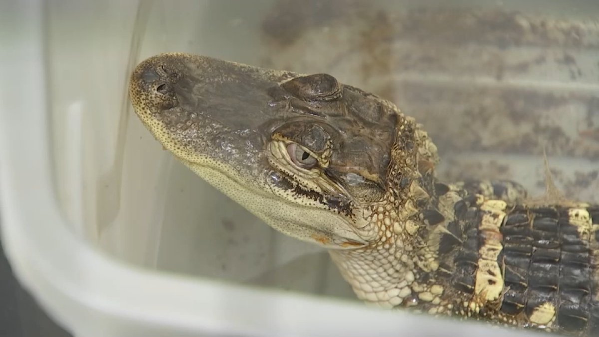 ACCT Philly rescues alligator, dog from Philadelphia rowhome – NBC10 ...