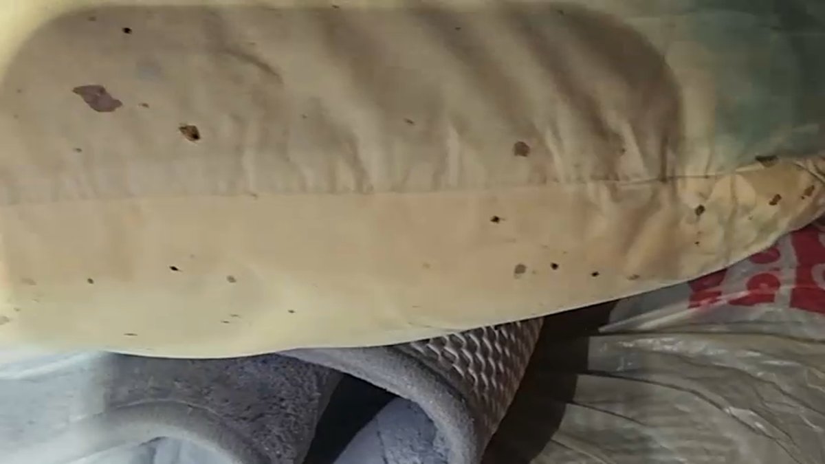 Bed bug infestation at Brookline’s Concorde Condominiums spreads ...