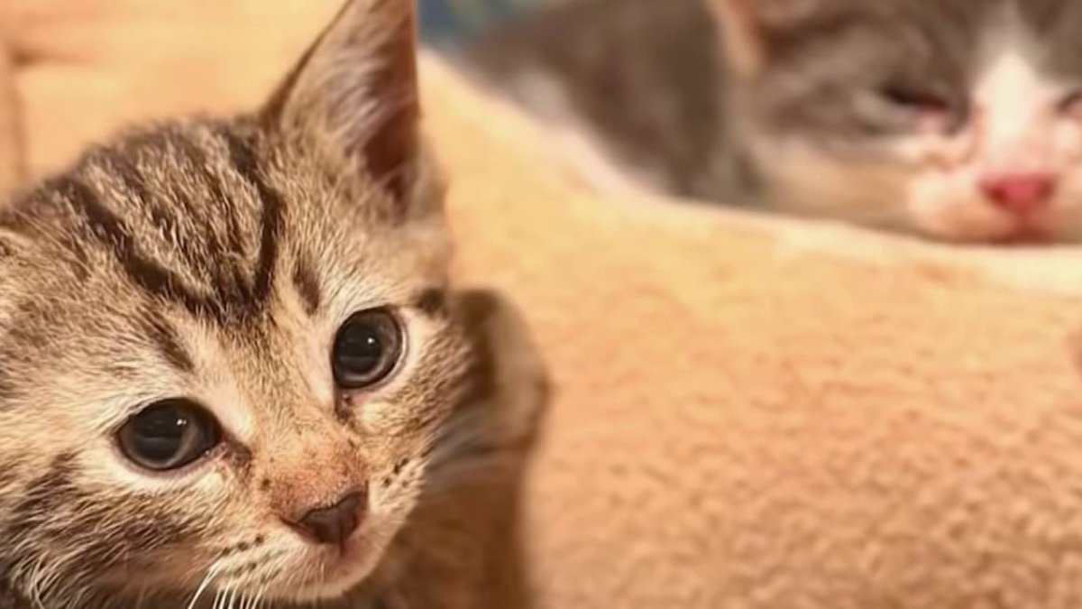 New Jersey animal rescue shares all about furry friends eligible for ...