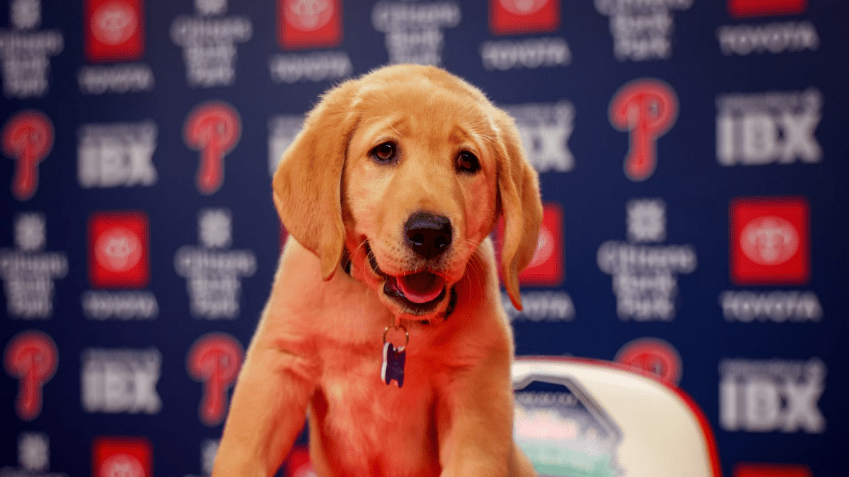 Phillies introduce Tugger, a service pup at Citizens Bank Park – NBC10 ...