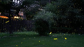 Fireflies light up summer skies, but they’re still on the decline ...