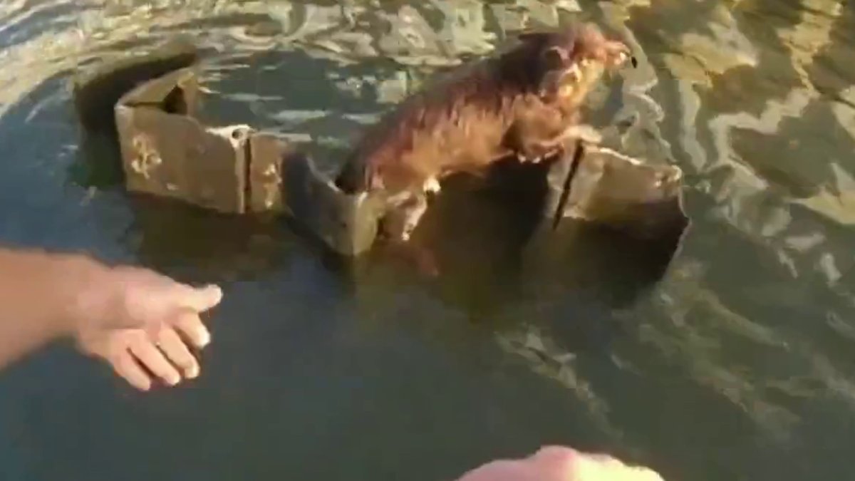 New Jersey state troopers rescue dog near marina in Union County ...
