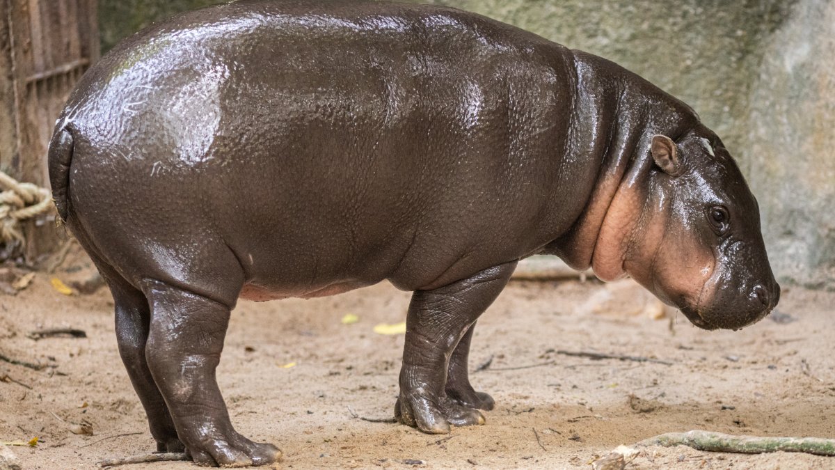 Baby hippo Moo Deng turns 1 with celebration at Thailand zoo – NBC10 ...