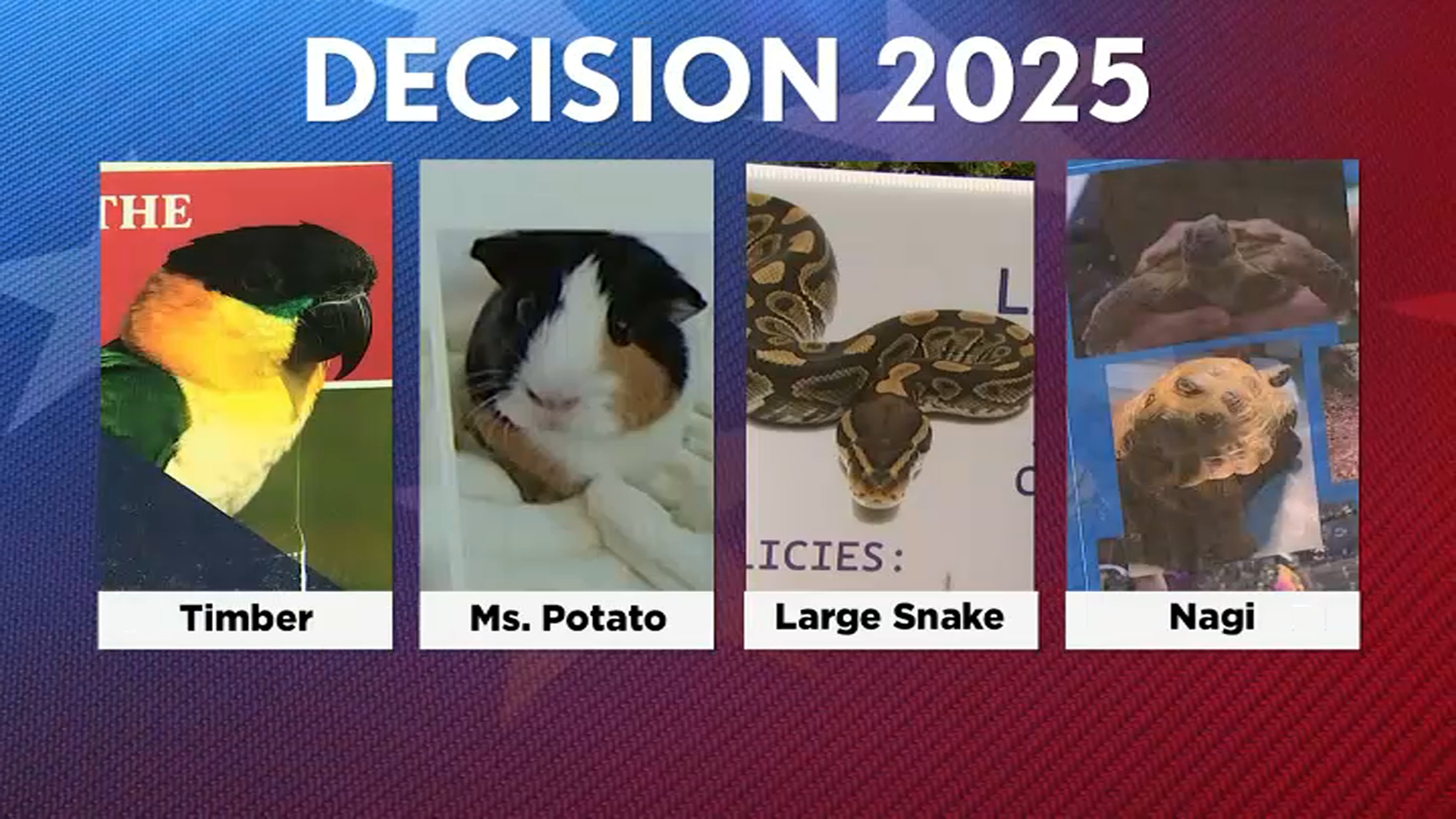 Somerville cat mayor race now includes more felines, other animals ...