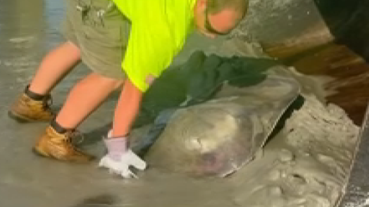 Stranded stingray rescued after washing up on Jersey Shore beach ...