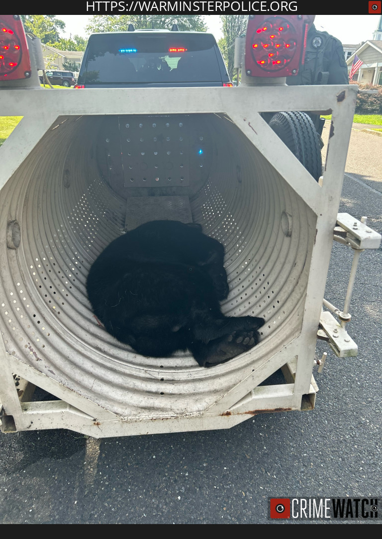 Bear caught by Warminster Police; no injuries reported – NBC10 Philadelphia
