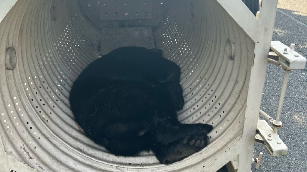 Bear caught by Warminster Police; no injuries reported – NBC10 Philadelphia