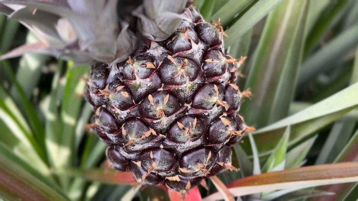 Tennessee farm says it’s first in the state to grow pineapples – NBC10 Philadelphia