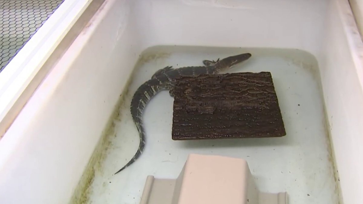 Alligator captured in Bucks County lake – NBC10 Philadelphia
