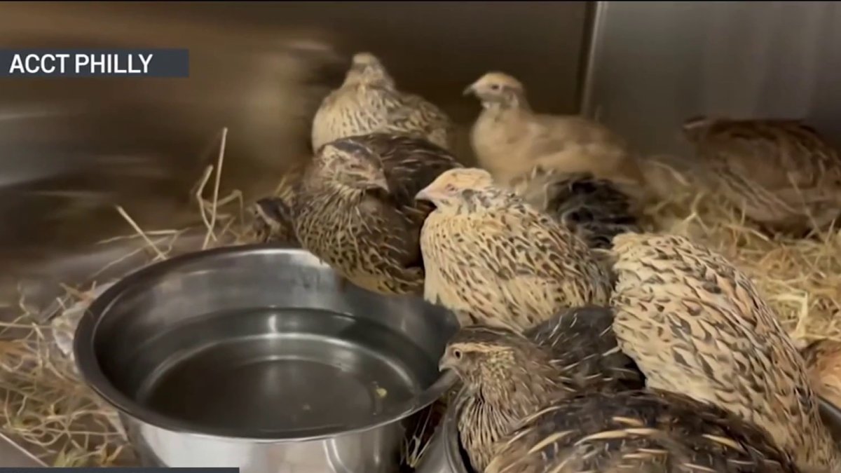 Dozens of quail found during raid in Northeast Philly, ACCT says ...