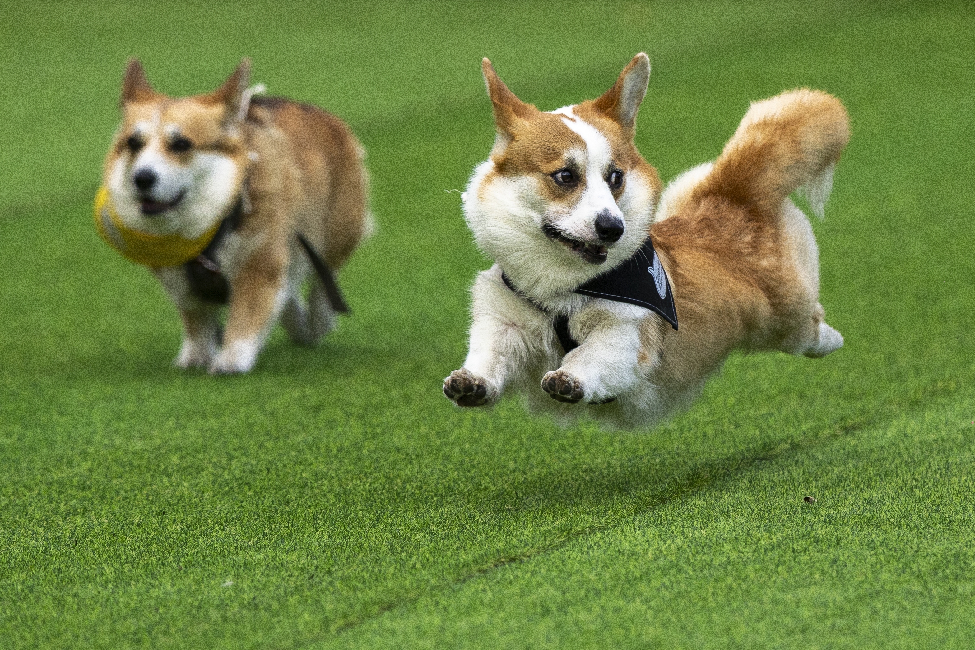 Over 100 teams compete in Lithuania’s international Corgi race – NBC10 ...