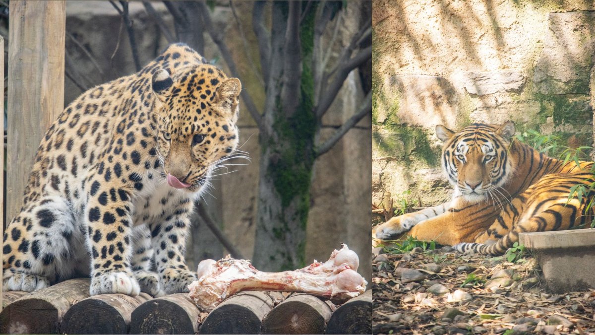 Philadelphia Zoo announces new big cats – NBC10 Philadelphia