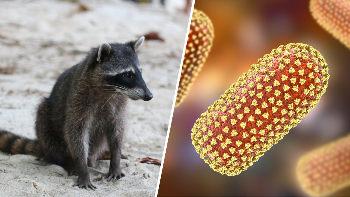 Outbreaks of rabies seem to be rising across the U.S. – NBC10 Philadelphia