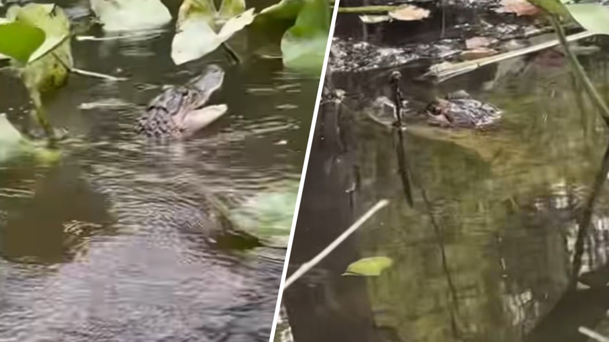 Alligator captured, removed from Bucks County lake – NBC10 Philadelphia