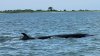 Whale that died at Jersey Shore buried on beach after necropsy performed