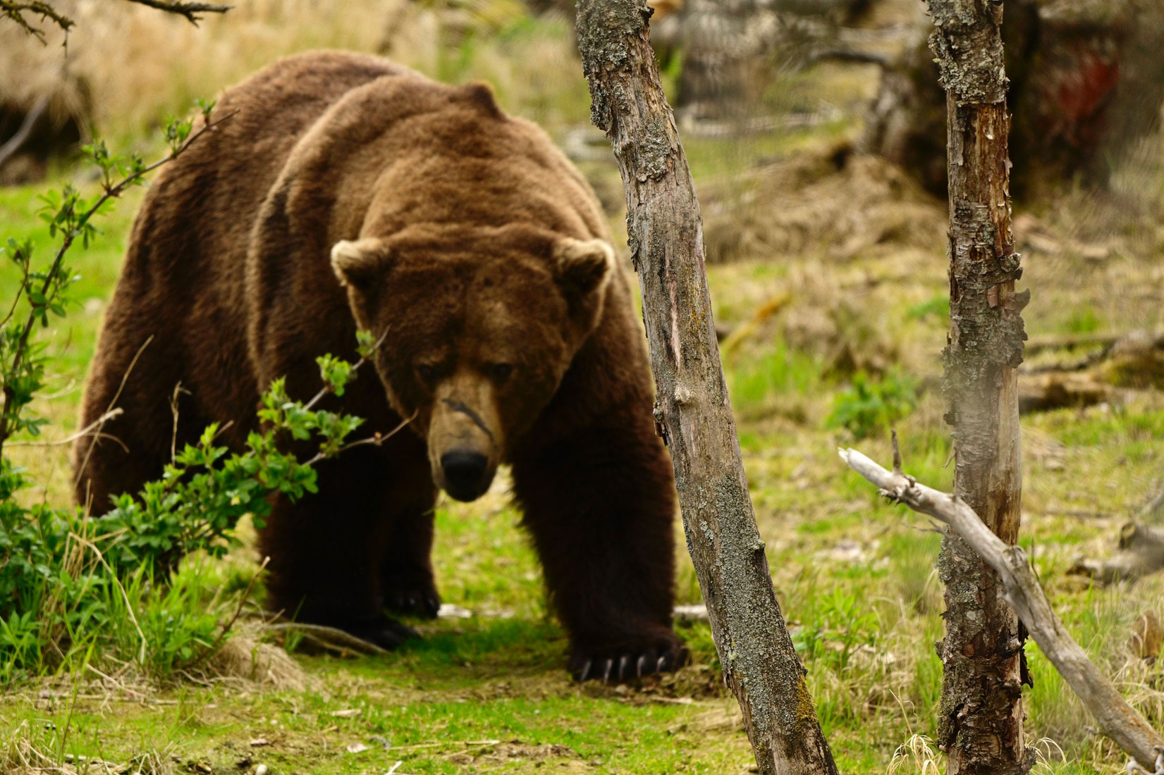 Alaska’s Fat Bear Week contestants, voting rules for 2025 – NBC10 ...