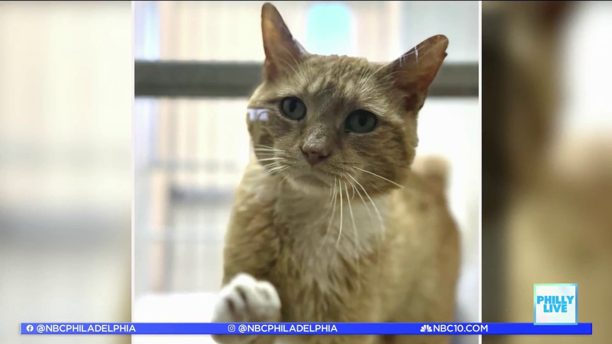 Clear the Shelters: Longtime shelter pets looking for forever homes ...
