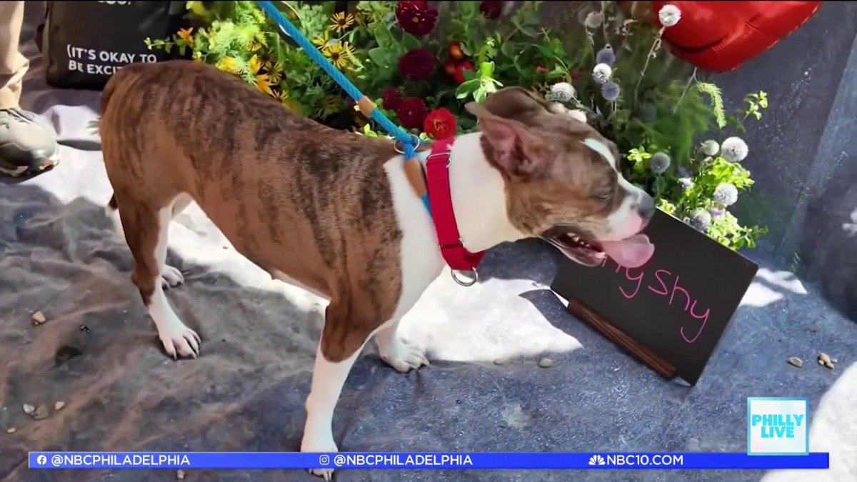 How ACCT Philly makes sure their animals look their best for potential ...