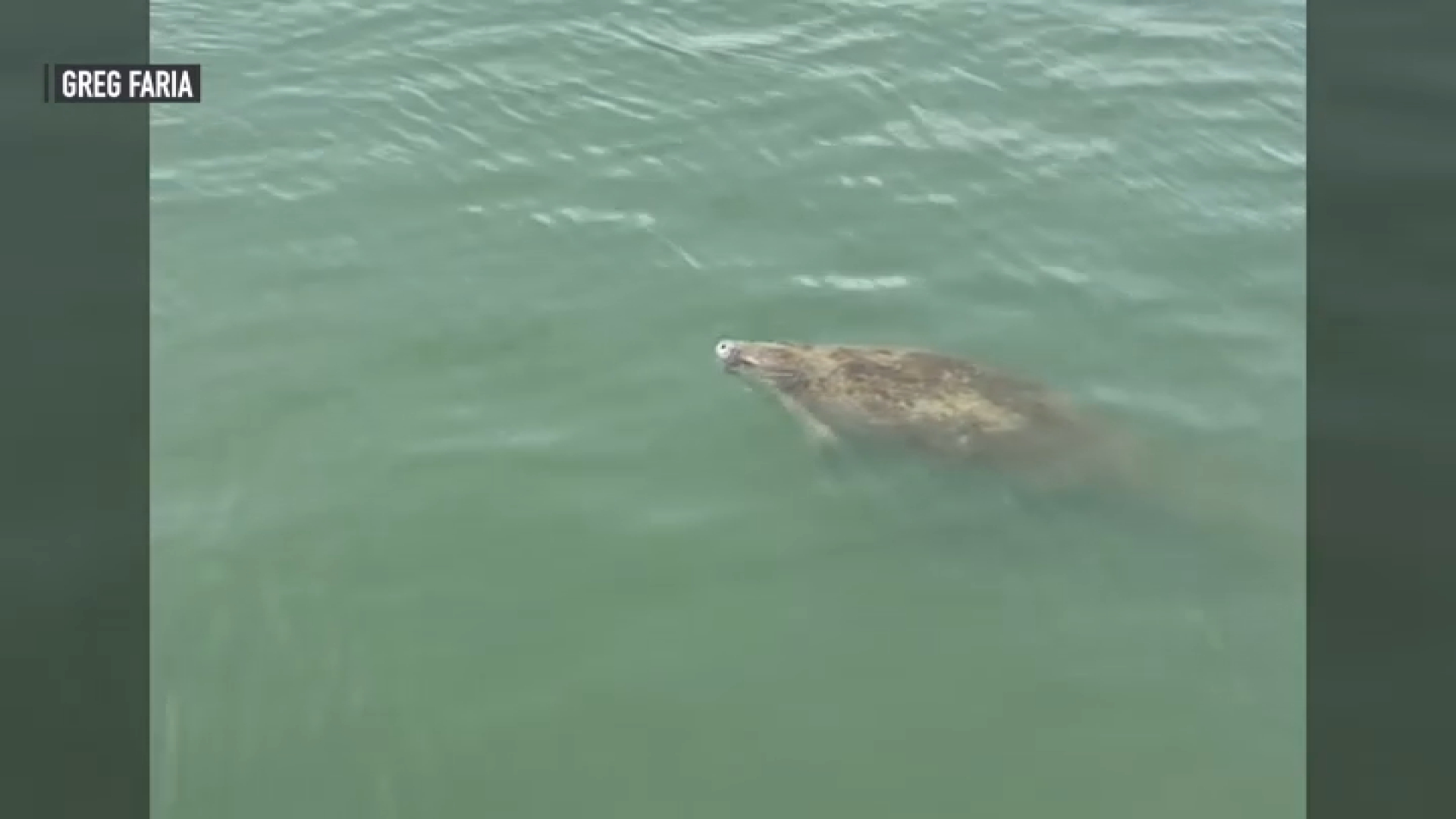 Manatee spotted along the Jersey Shore – NBC10 Philadelphia