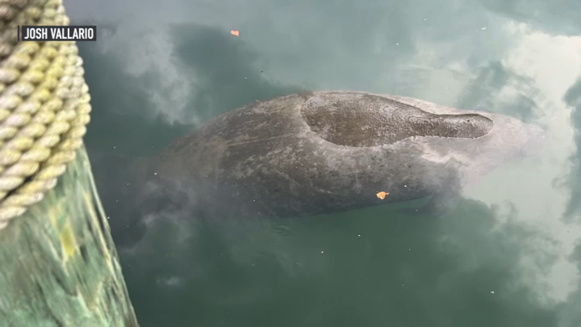 Manatee spotted along the Jersey Shore – NBC10 Philadelphia
