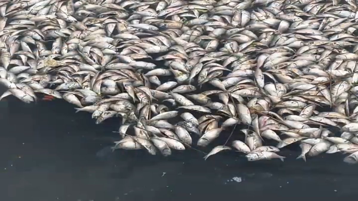Jersey Shore towns facing rotten smells due to fish mass die-offs ...