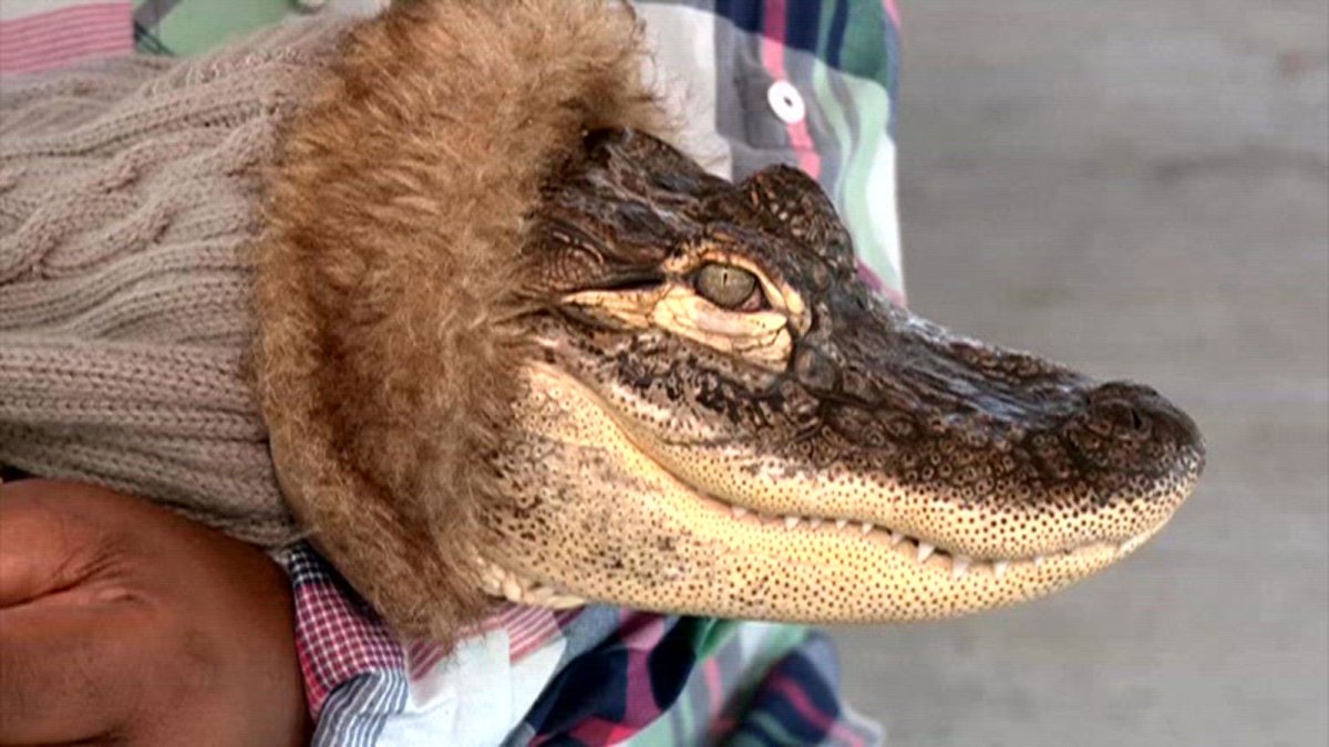 Emotional support alligator in Pennsylvania banned from Walmart – NBC10 Philadelphia
