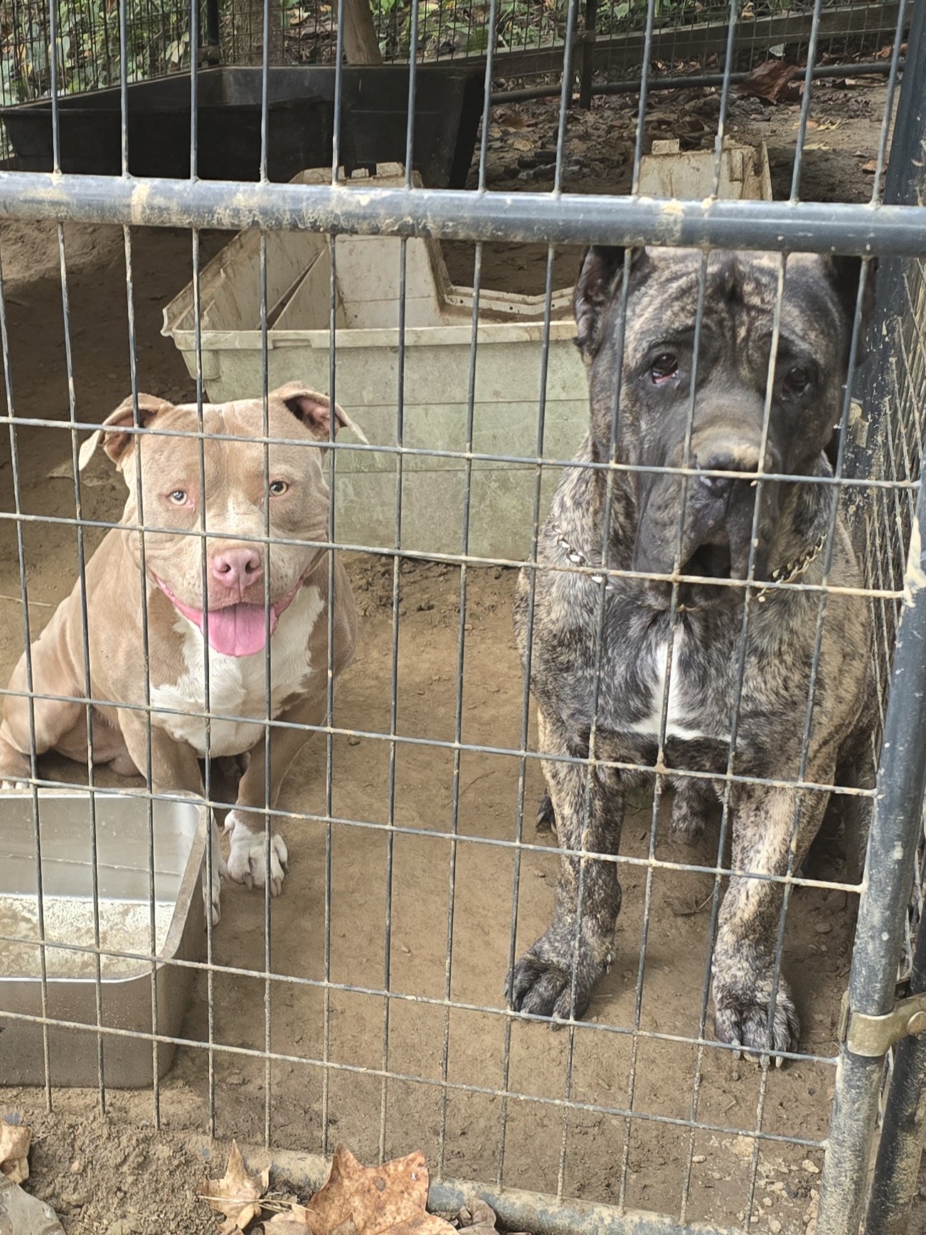 98 pets found in unsafe conditions leading to Del. man arrested – NBC10 ...