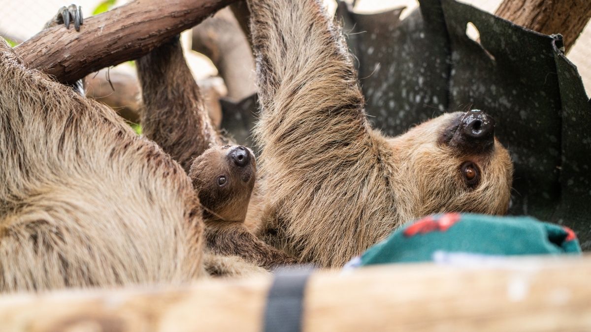 Elmwood Park Zoo introduces new baby sloth – NBC10 Philadelphia