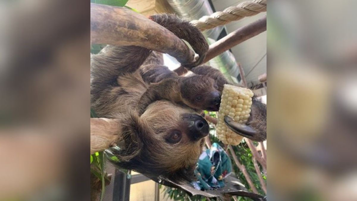 Elmwood Park Zoo introduces new baby sloth – NBC10 Philadelphia