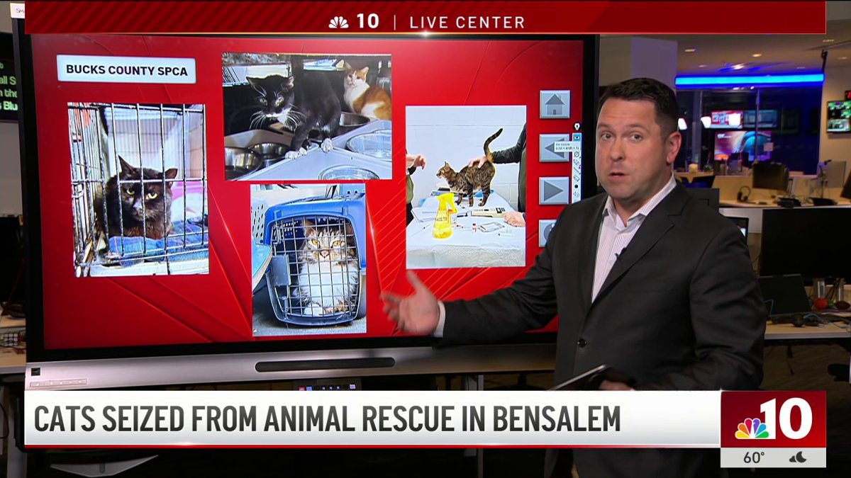 67 cats rescued from ‘awful’ conditions at Bensalem shelter: Bucks ...