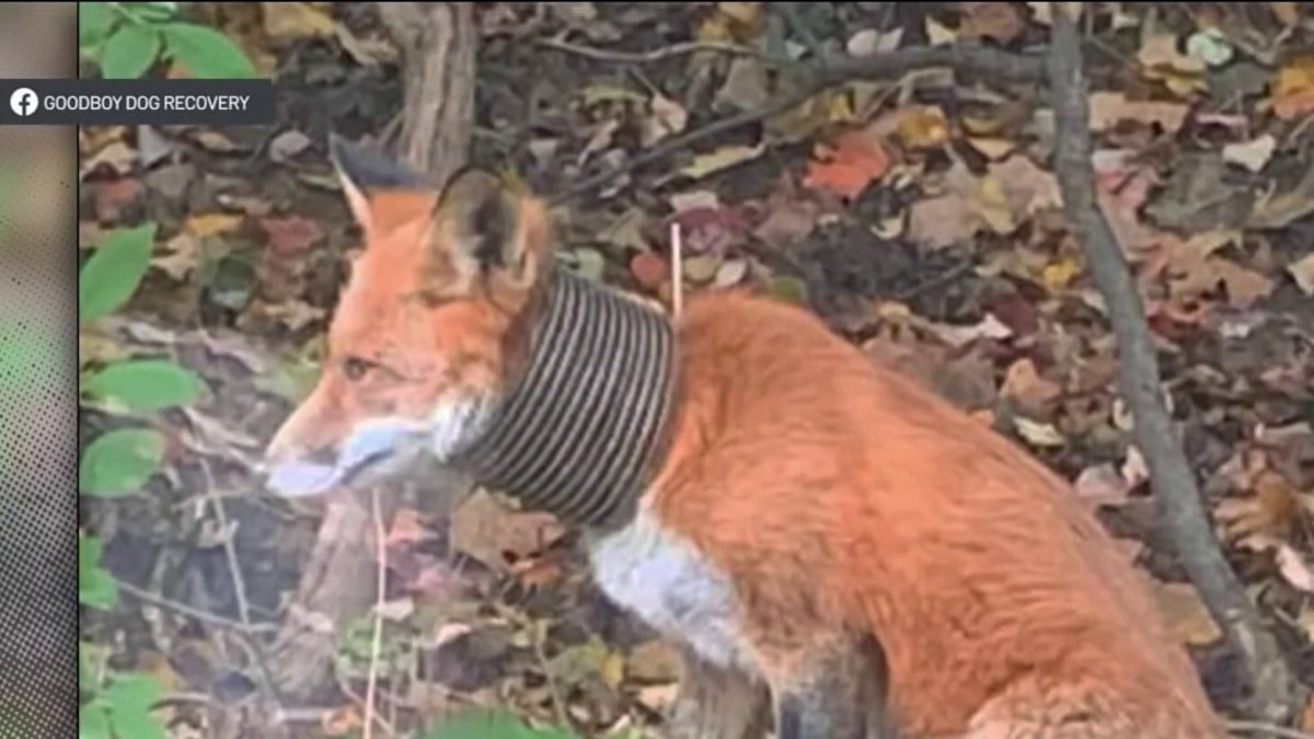 Delco community trying to rescue fox with pipe stuck around its neck ...