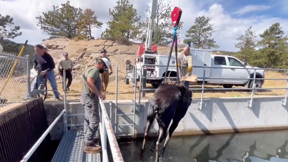Watch: Moose in Colorado rescued after falling into canal – NBC10 ...