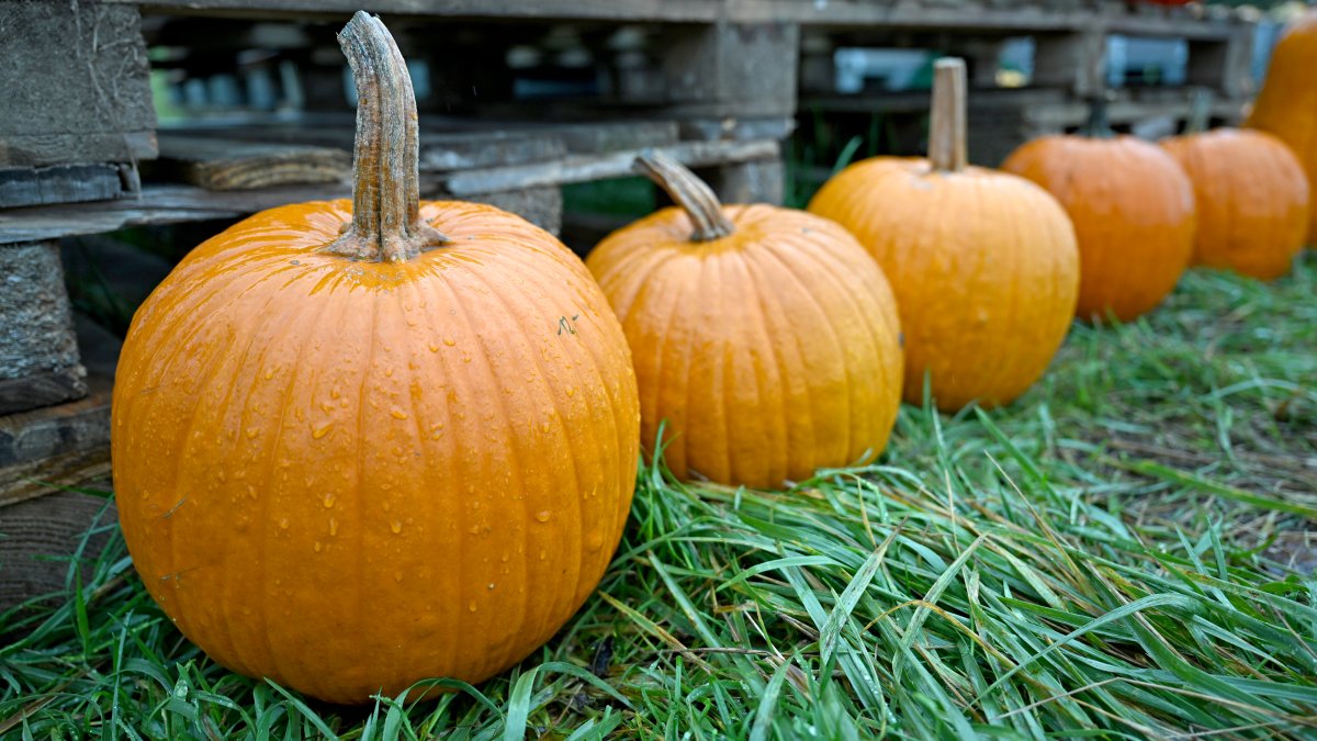 What to do with your pumpkins after Halloween – NBC10 Philadelphia