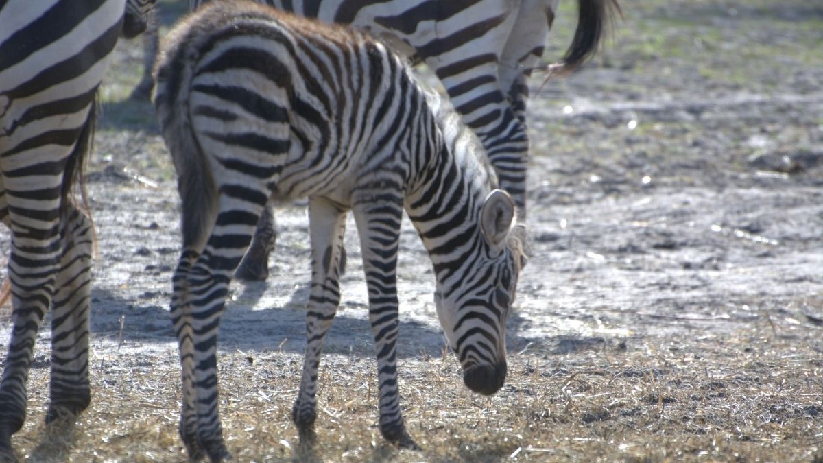 Three zebra foals born at Six Flags Wild Safari in New Jersey – NBC10 ...