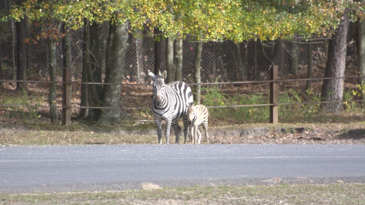 Three zebra foals born at Six Flags Wild Safari in New Jersey – NBC10 ...