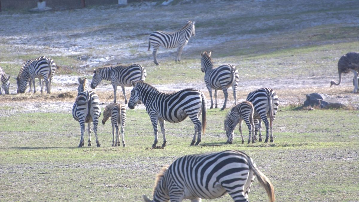 Three zebra foals born at Six Flags Wild Safari in New Jersey – NBC10 ...