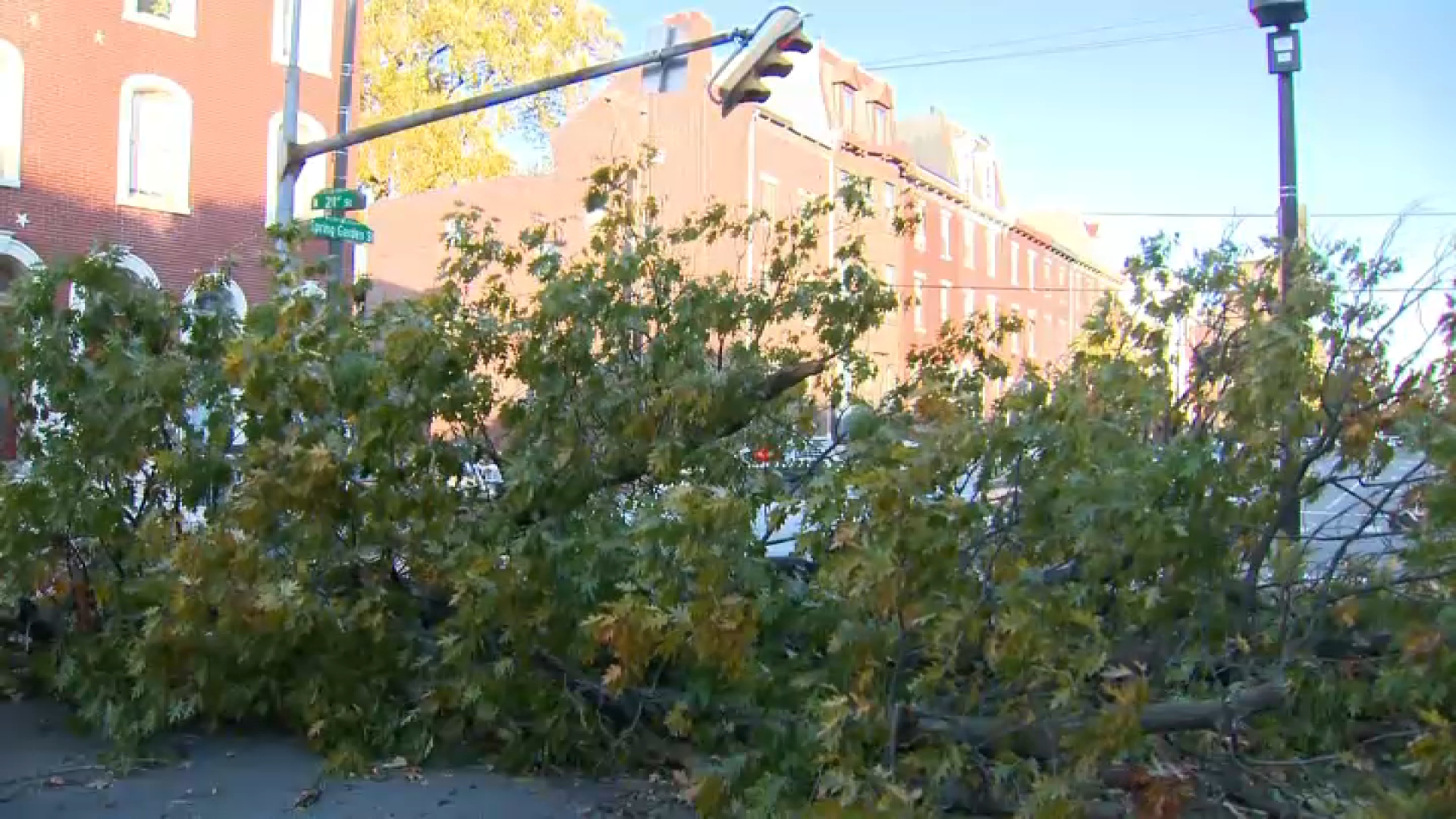 Tree falls on Spring Garden Street in Philly on Friday – NBC10 Philadelphia
