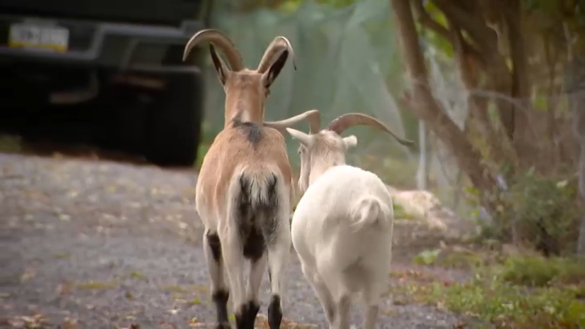 ‘They’re our kids’: Pa. man’s fight to keep his goats – NBC10 Philadelphia