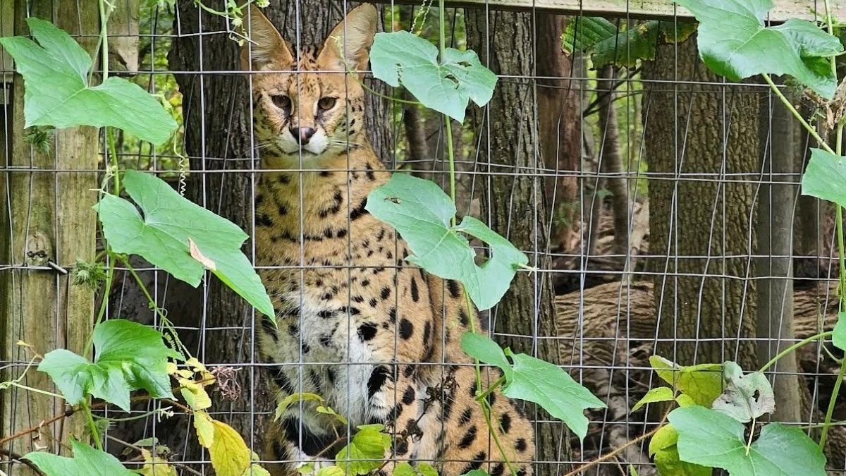 Wild cats escape Pennsylvania wildlife center – NBC10 Philadelphia