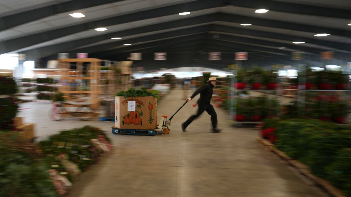 Christmas tree sellers start the season at Pa. wholesale auction ...
