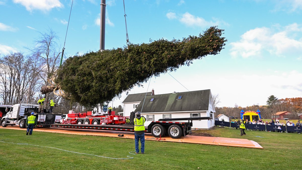 How the Rockefeller Center Christmas tree is picked and moved – NBC10 ...