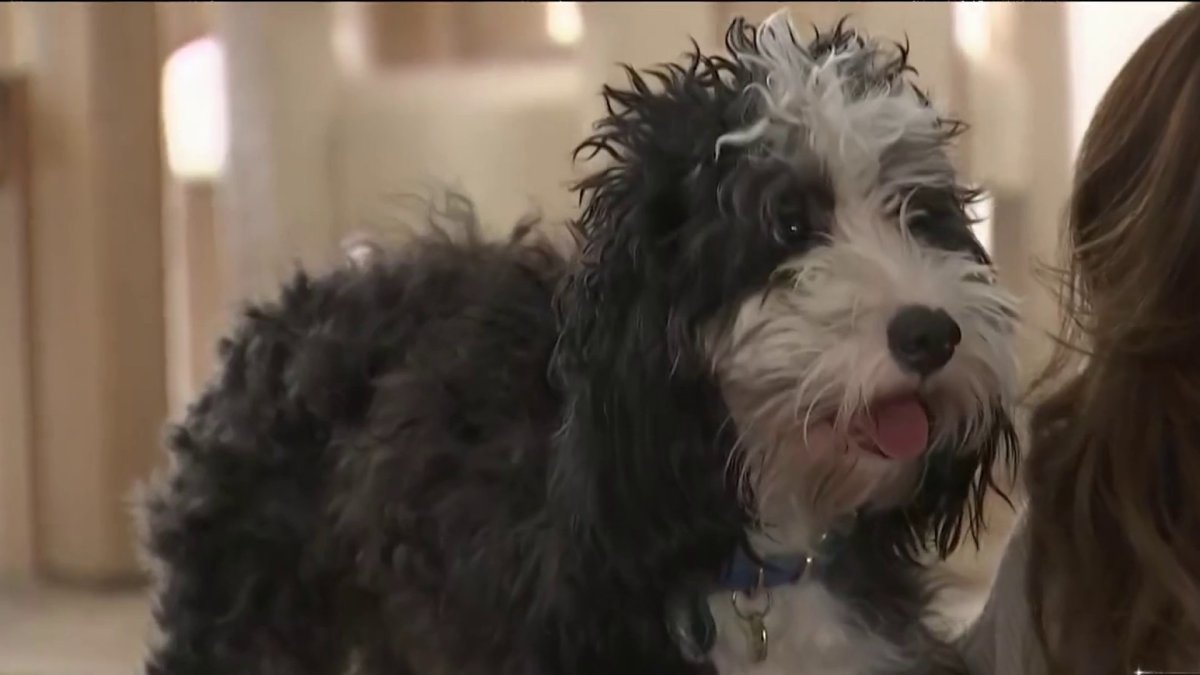 Drone company helps missing dog reunite with his family – NBC10 ...