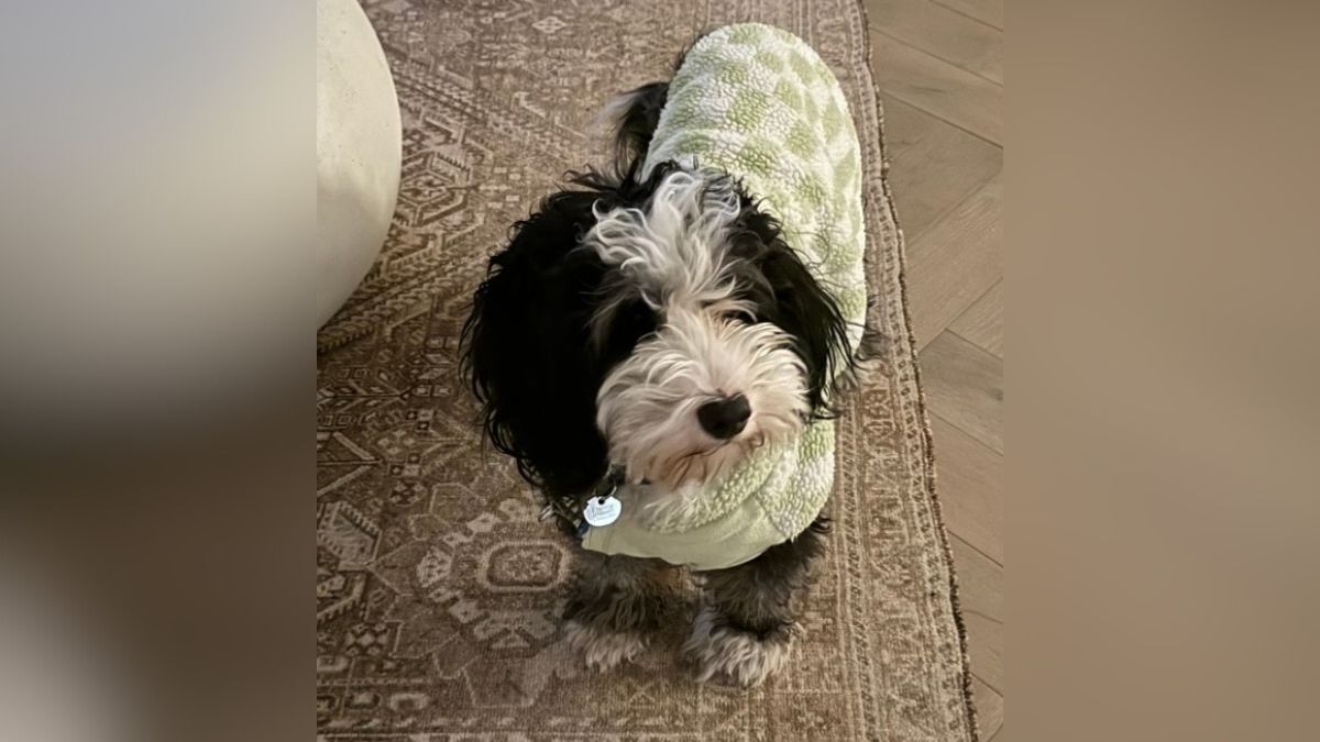 Fishtown dog found safe after going missing during snow storm – NBC10 ...