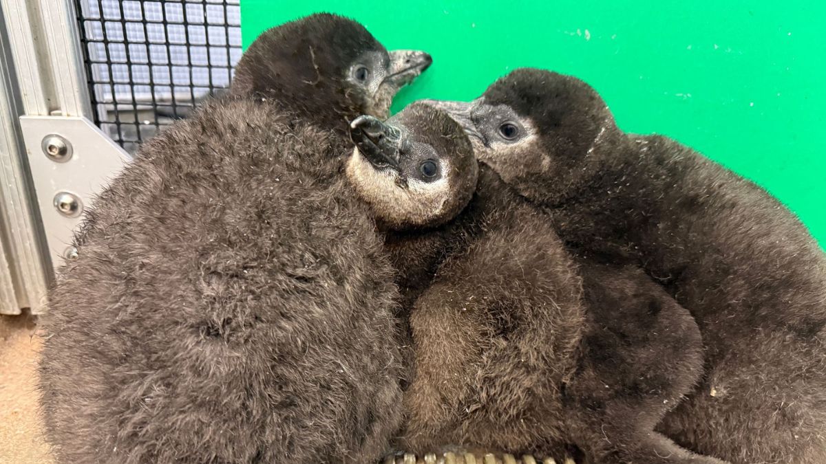 Help Adventure Aquarium name their newest baby penguin chick – NBC10 ...