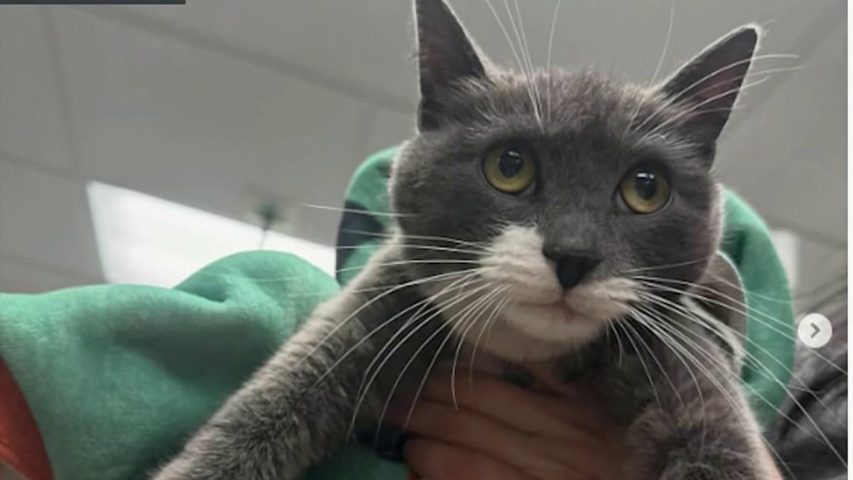 Philadelphia vet hospital hopes to reunite nursing cat with kittens ...