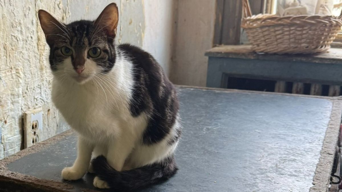 Nearly 40 cats taken from Philadelphia home, ACCT Philly says – NBC10 ...
