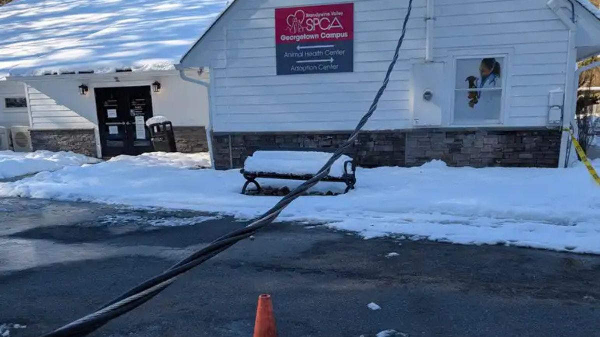 Emergency fosters needed after storm damages Delaware shelters – NBC10 ...