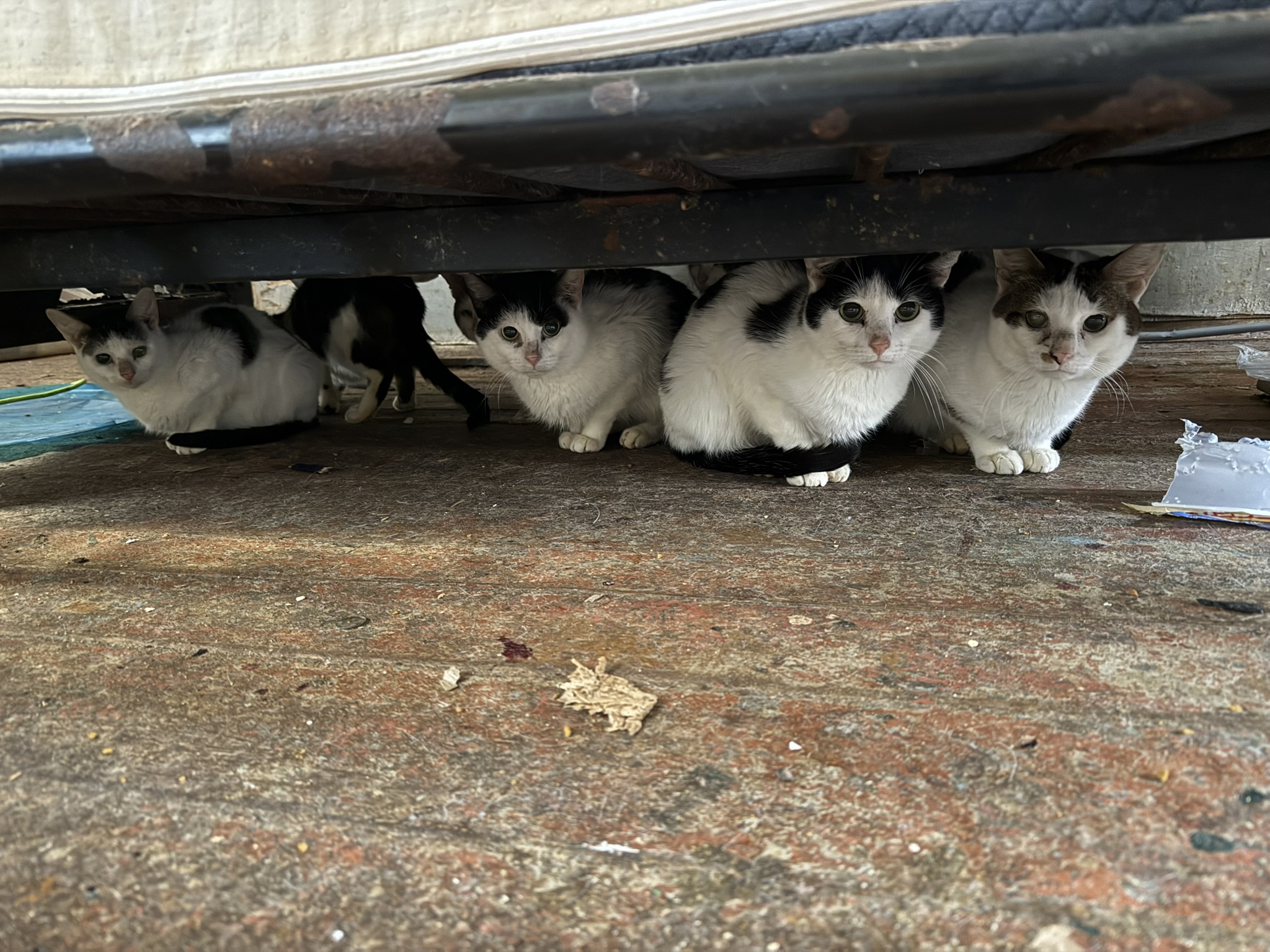 Nearly 40 cats taken from Philadelphia home, ACCT Philly says – NBC10 ...