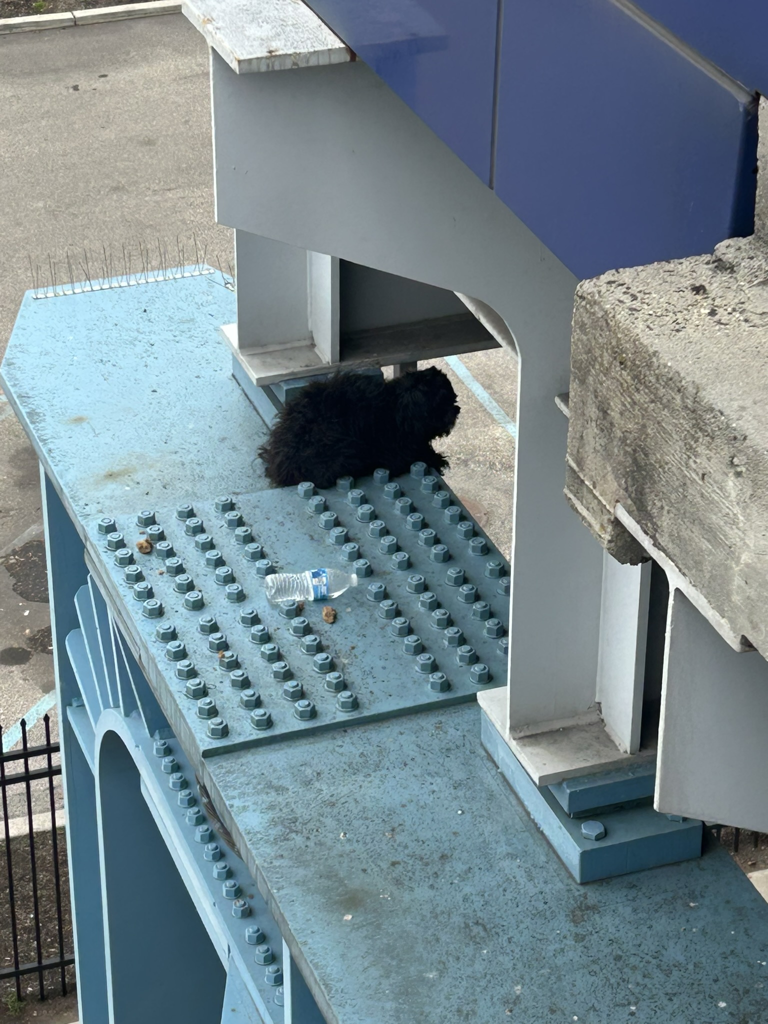 Dog rescued from top of pillar at West Philly SEPTA station: ACCT ...
